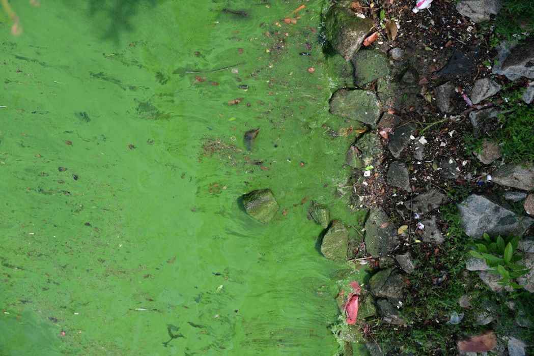 Be on lookout for summer algae overgrowth - Johnston County Sentinel