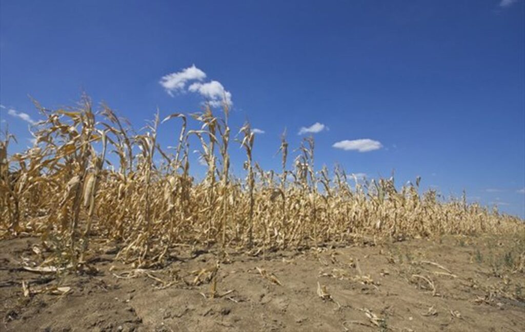 Drought increases potential for wheat disease and insects - Johnston ...