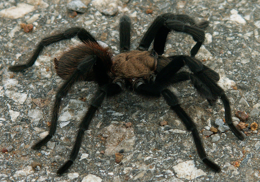 Male tarantulas are on the prowl this season - Johnston County Sentinel