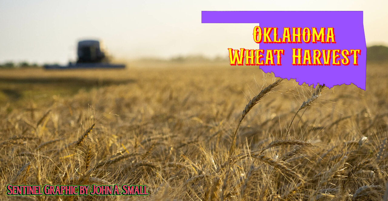 Wheat varieties perform under pressure during 2024 harvest - Johnston County Sentinel