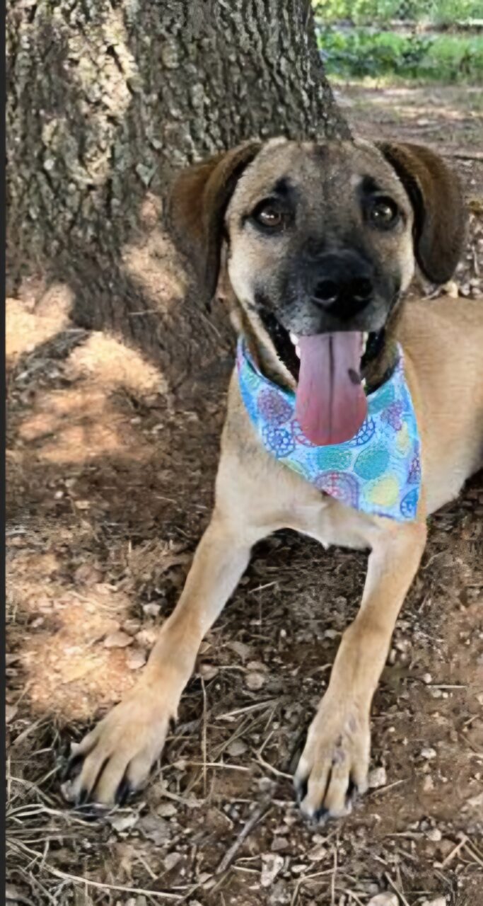 ‘Who’s a good dog? Coco’s a good dog…’ - Johnston County Sentinel